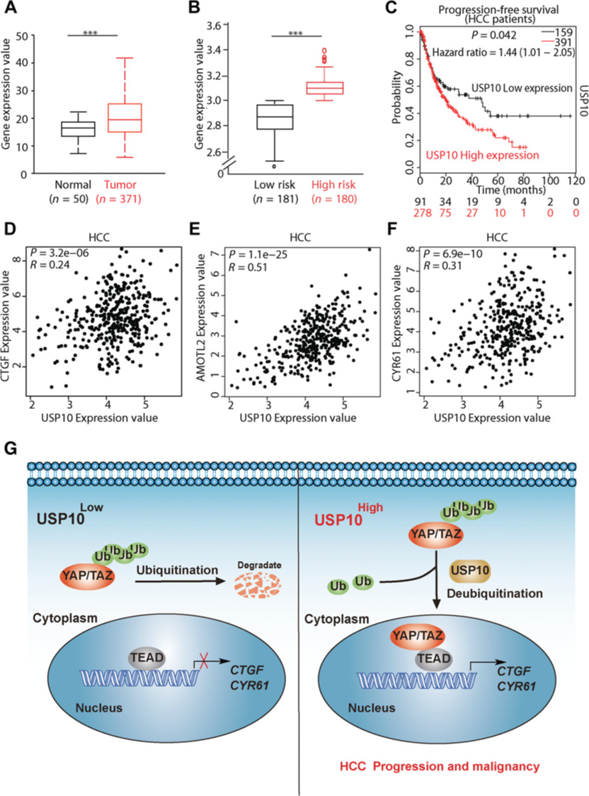 USP10通过去泛素化和稳定YAP/TAZ促进肝细胞癌的增殖 - 知乎