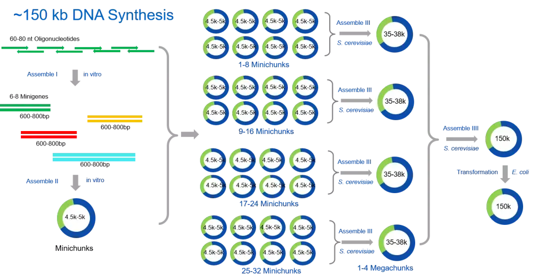 浅谈合成生物学之超大基因如何高效组装 - 知乎