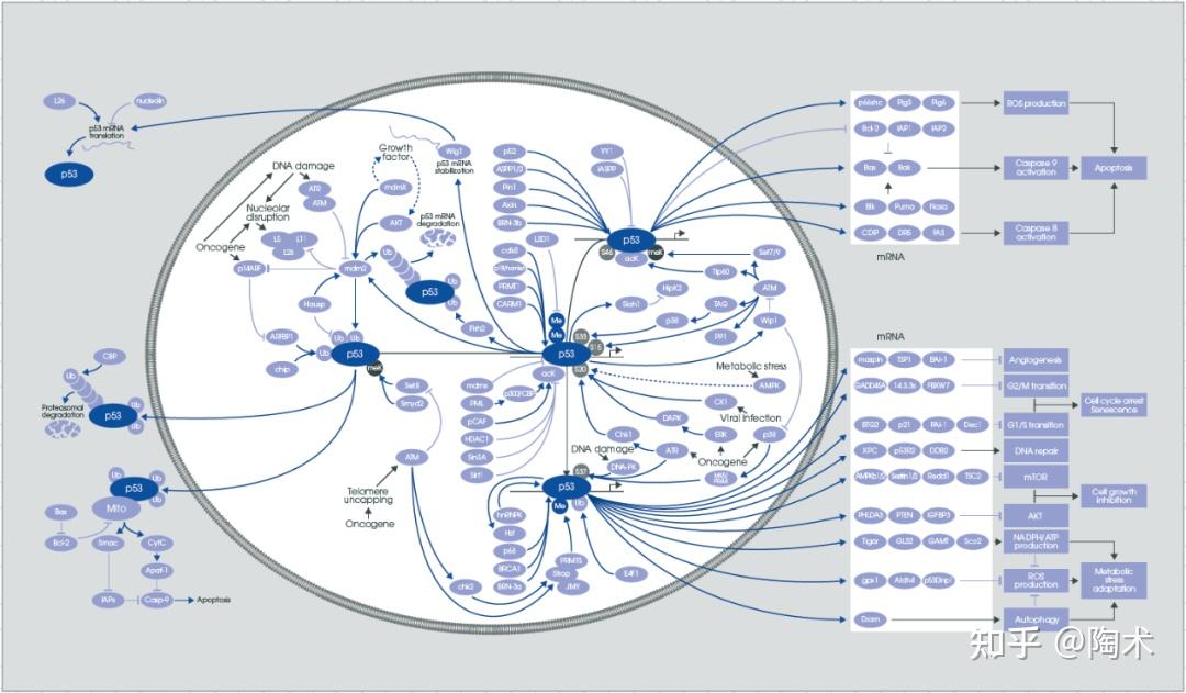 抗癌直通车 | P53与DNA损伤的纠缠不休——陶术化合物库 - 知乎