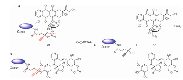 下一代新型ADC: 点击化学ADC - 知乎