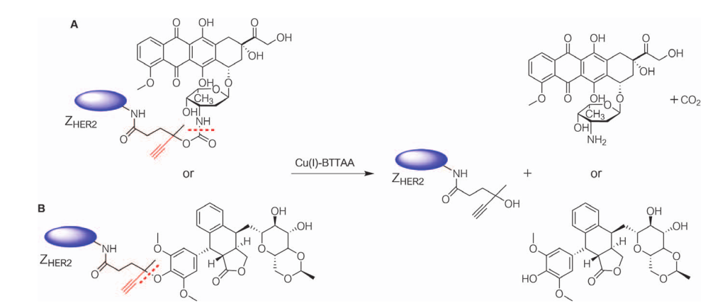 下一代新型ADC: 点击化学ADC - 知乎