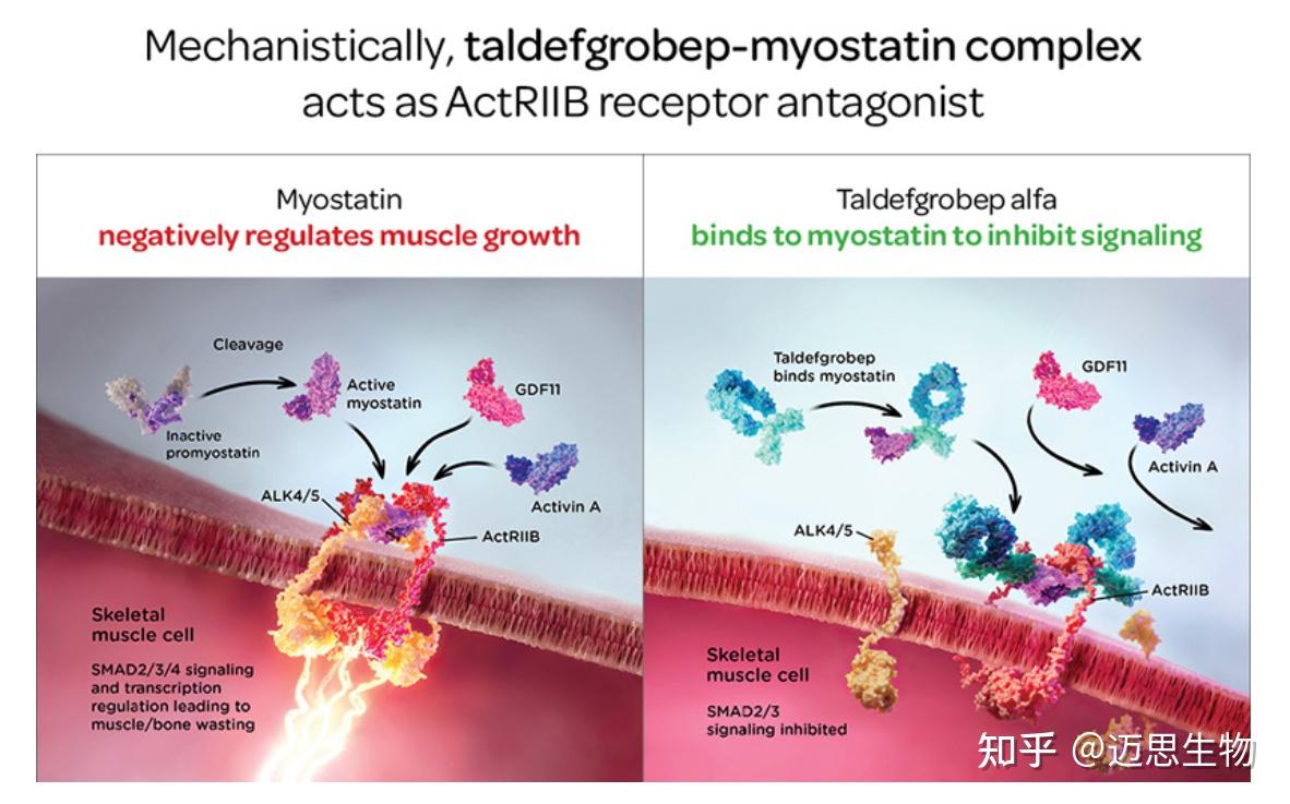 肌生成抑制因子MSTN - 知乎
