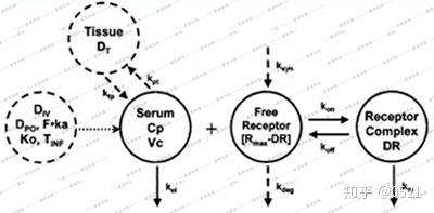 PML系列（2）：靶点介导的药物处置模型（TMDD） - 知乎