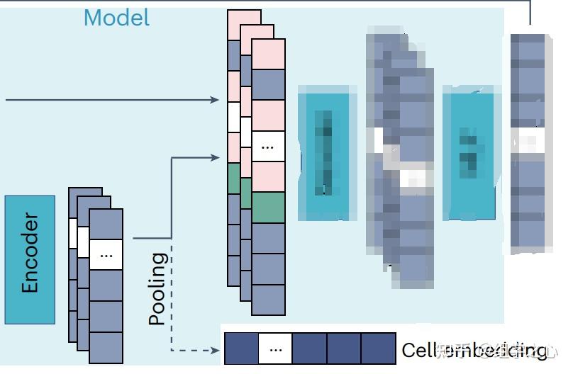 单细胞组学大模型（5）--- scFoundation，1亿参数量，非对称encoder-decoder - 知乎