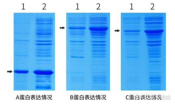 大肠杆菌E.coli表达培养基，免费提供试用装，让原核表达更简单、高效！ - 知乎