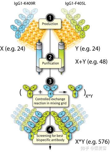 双抗赛道布局火热！艾伯维与Genmab宣布达成40亿美元的潜在合作｜医麦猛爆料 - 知乎