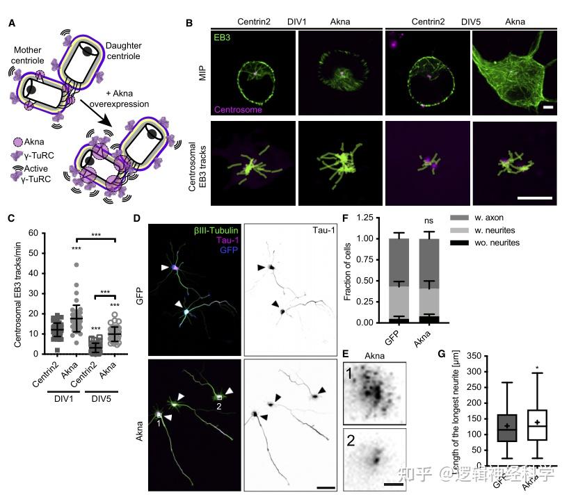 Neuron︱重大发现！德国神经退行性疾病中心团队发现中心体微管成核调节在发育大脑中独立于极化的投射神经元的径向迁移 - 知乎