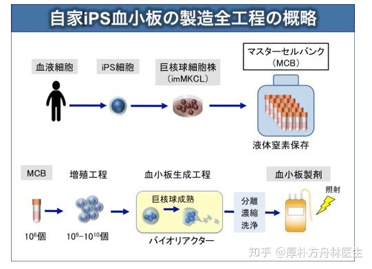 2020 IPS细胞研究新进展盘点：癌症免疫治疗、再生不良贫血、人造肝脏...... - 知乎