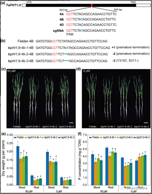 【New Phytol】TaPHT1;9-4B及其转录调节因子TaMYB4-7D有助于面包小麦对磷酸盐的吸收和植物生长 - 知乎