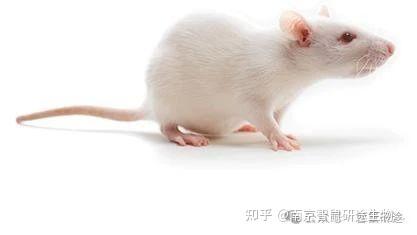 智鼠课堂 | SD老龄大鼠通用知识 - 知乎