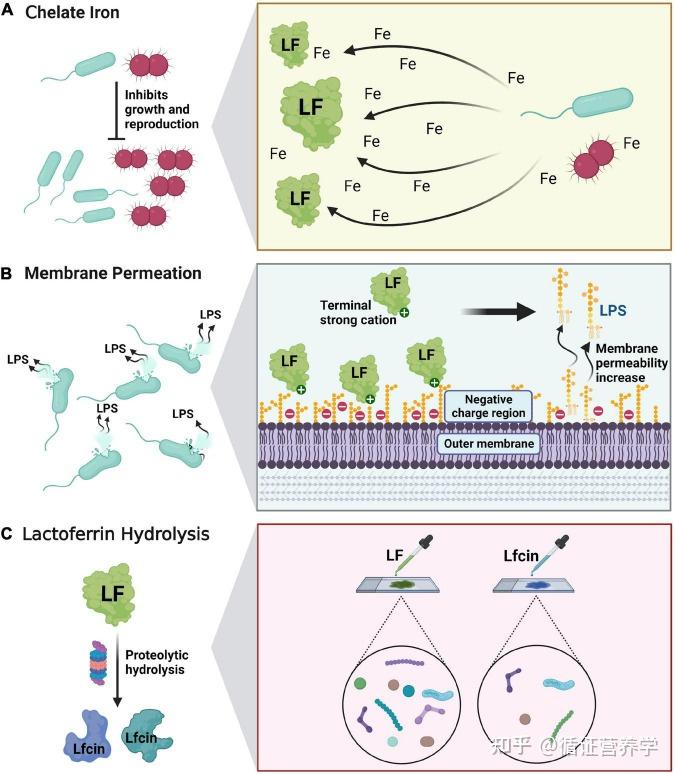 功能营养篇-乳铁蛋白（lf） - 知乎