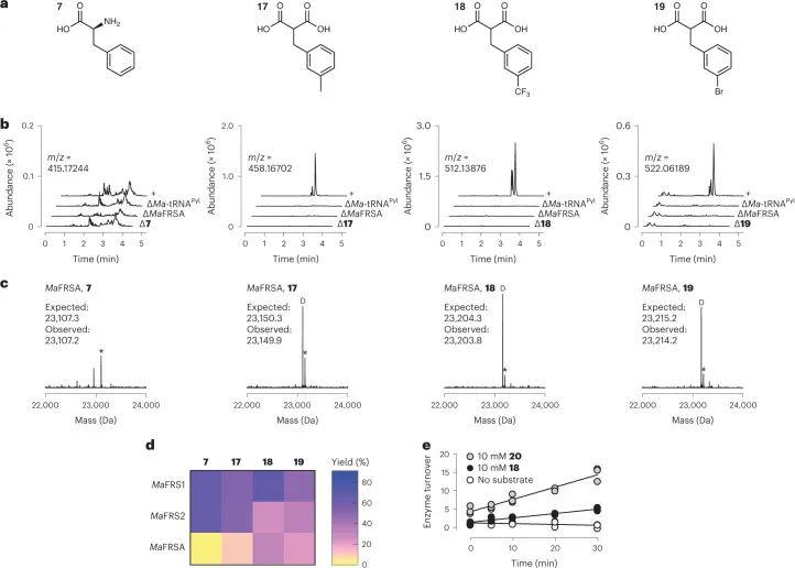 突破性发现！PylRS识别非α氨基酸，揭秘蛋白质合成新机制 - 知乎