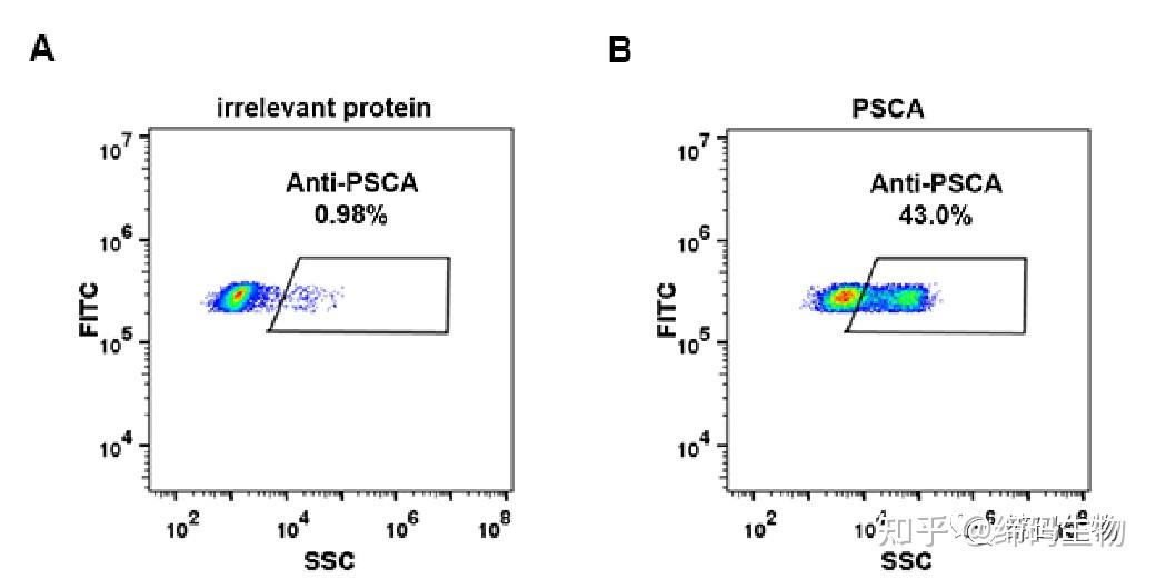 肿瘤免疫靶点 | PSCA - 知乎