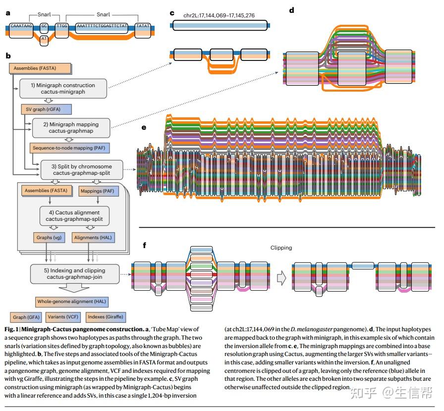 Nbt 使用minigraph Cactus构建图形泛基因组 知乎