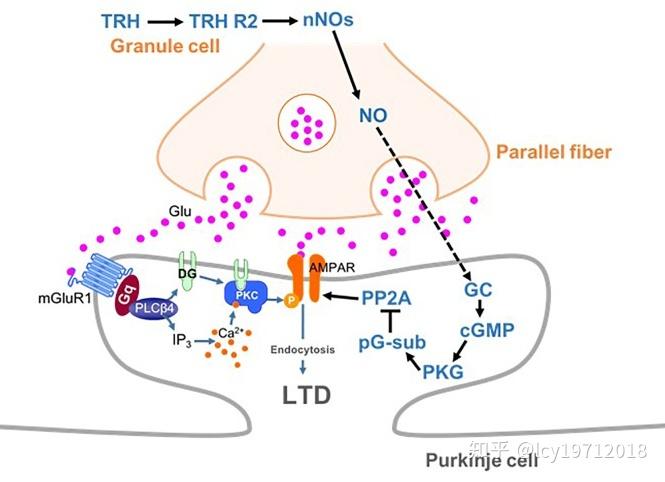 部分激素功能简介（二） - 知乎