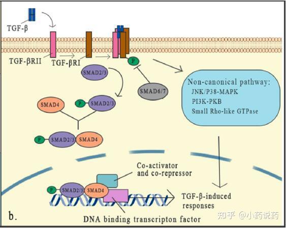 从整体免疫肿瘤学的视角看TGF-β对癌症免疫应答的调控 - 知乎