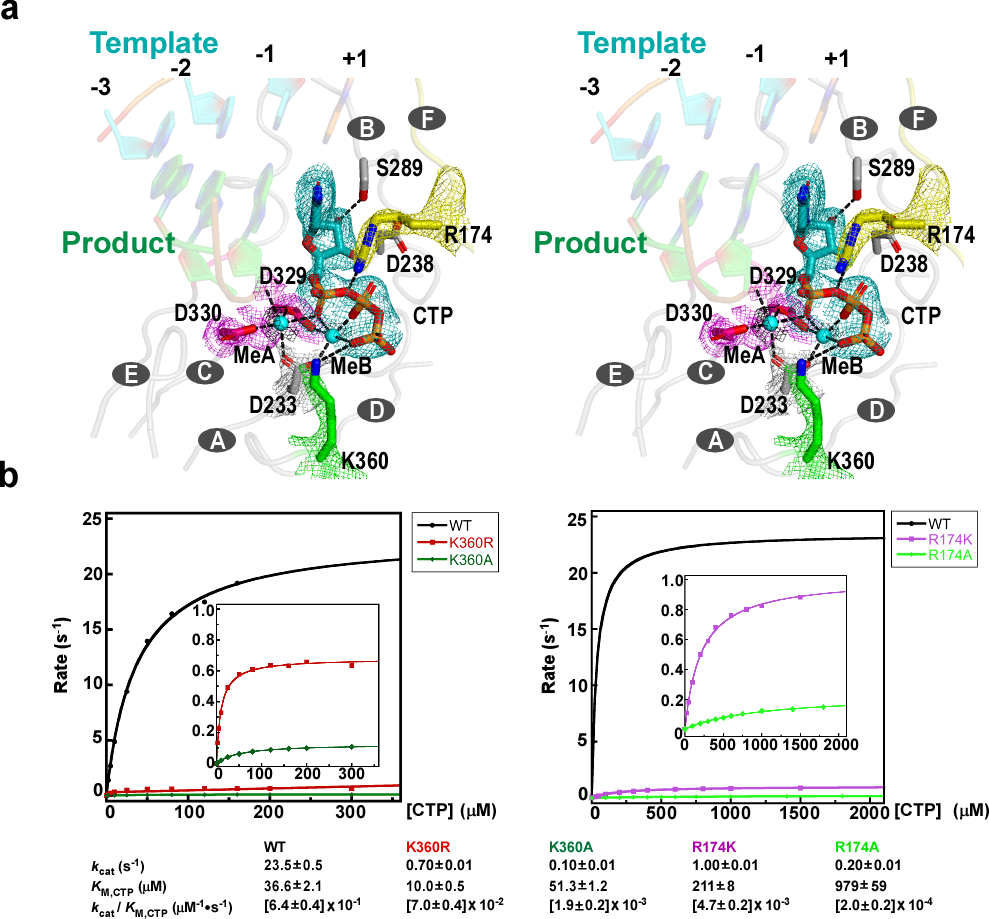 NAR︱武汉病毒所龚鹏团队揭示病毒RdRP核苷酸催化循环新机制 - 知乎