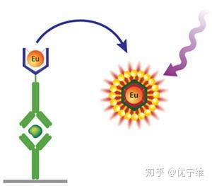 高灵敏度荧光ELISA——带您认识DELFIA技术！ - 知乎