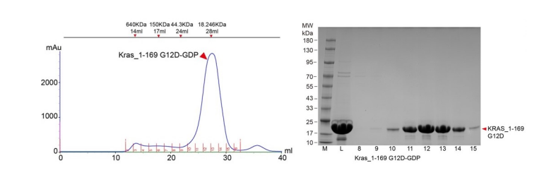 案例分享|蛋白表达纯化KRAS G12D - 知乎