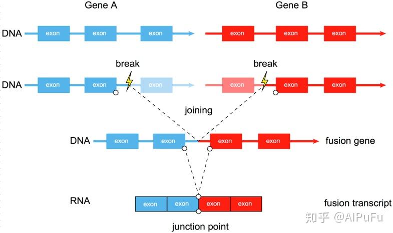 一文搞懂基因融合（gene fusion）的定义、产生机制及鉴定方法 - 知乎