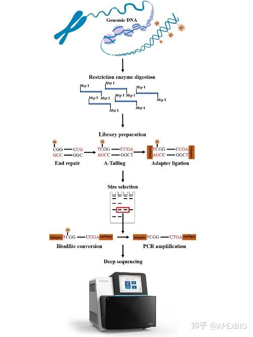 薅羊毛之RRBS和ATAC-seq篇，你想要的技术和福利全都有 - 知乎