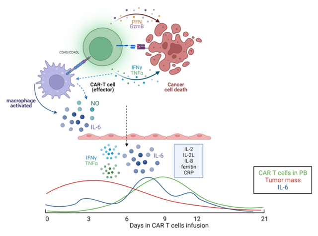 细胞因子在CAR-T治疗癌症中的重要作用 - 知乎