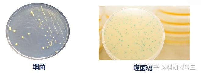 常见的载体类型汇总：质粒载体、噬菌体载体、柯斯载体、病毒载体、人工染色体载体 - 知乎