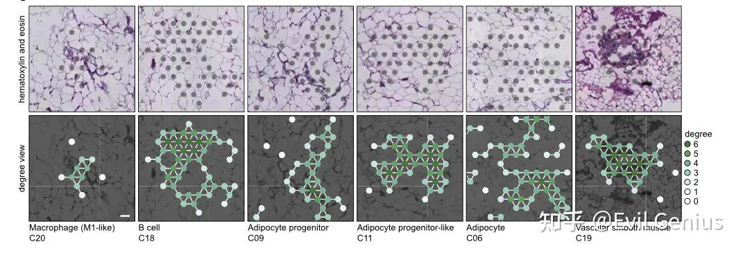 单细胞空间联合分析方法之文献运用篇 - 知乎