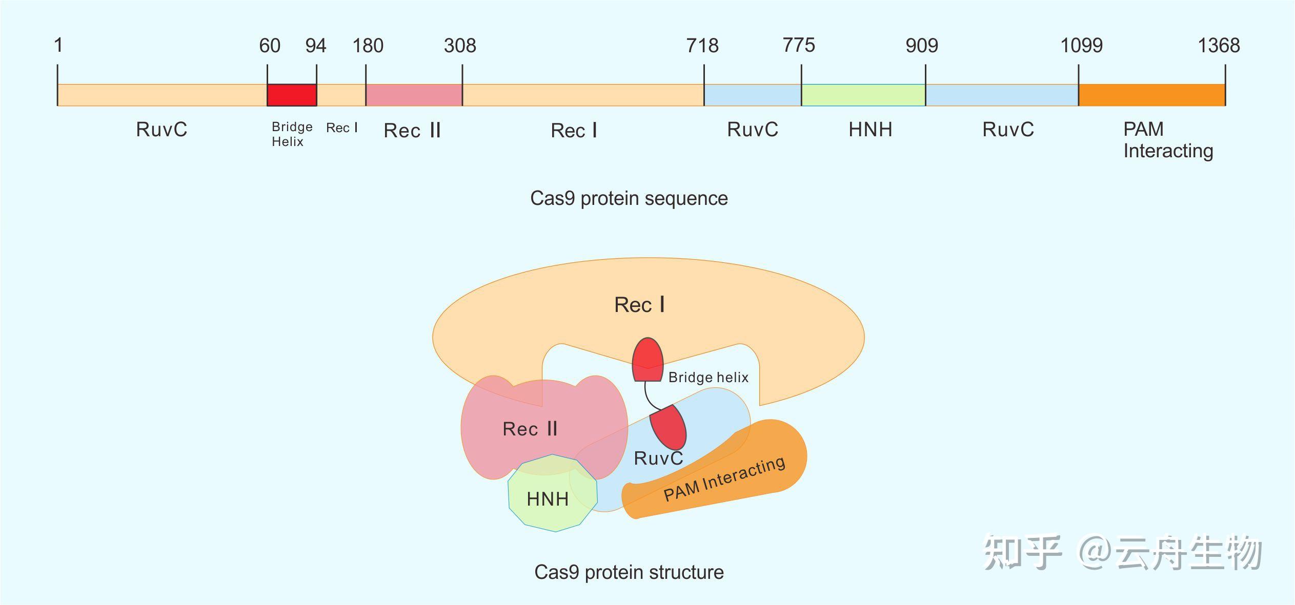dCas9-KRAB CRISPRi（CRISPR interference）慢病毒载体系统—云舟生物 - 知乎