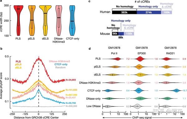 ENCODE项目第三期论文解读之一：扩增的人和小鼠基因组的DNA元件百科 - 知乎