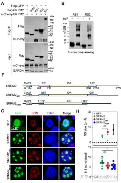 Cell Reports︱厦门大学王波团队揭示SRRM2通过相分离促进核斑组装的机制 - 知乎
