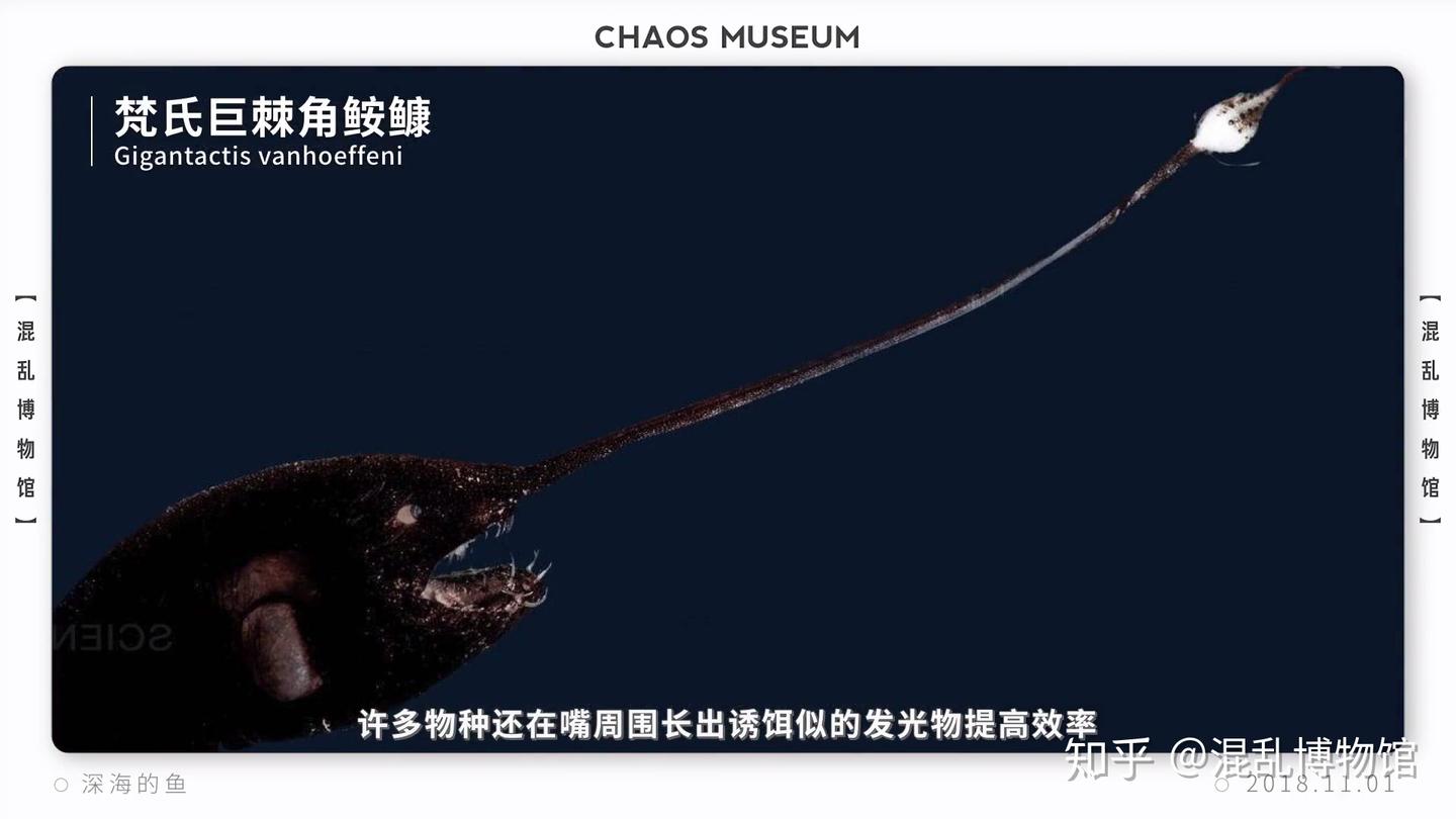【补档】【配图】深海的鱼丨混乱博物馆 - 知乎