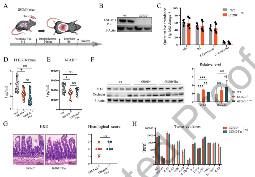 高级研究杂志丨IF：10.7丨肠道真菌通过抑制 SAA1-GSDMD 通路防止肠道缺血再灌注损伤 - 知乎