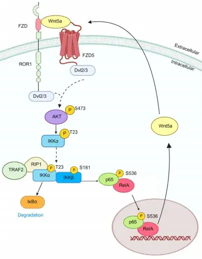 更进一步|ROR1 ADC药物有望开启实体瘤治疗新时代 - 知乎