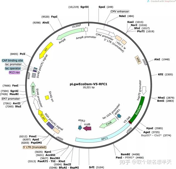 慢病毒包装基础原理&实验 - 知乎