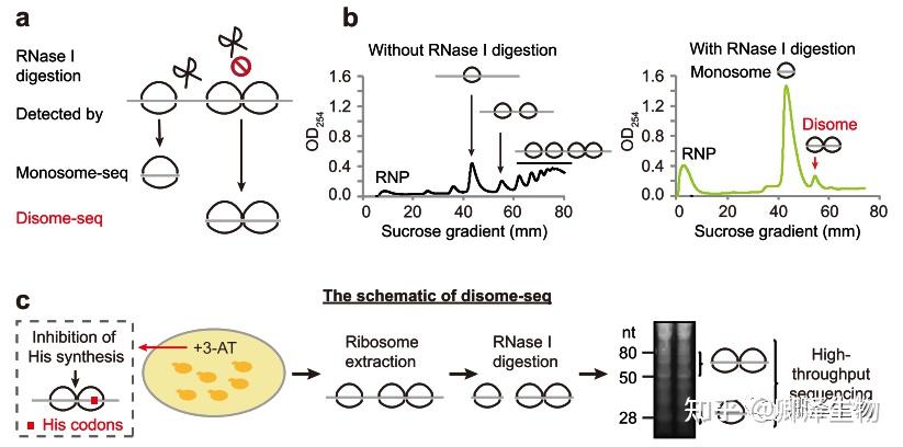 Monosome！Disome！Trisome！Polysome！ - 知乎