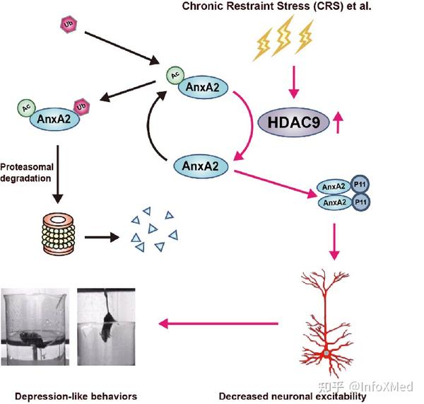 药学速递｜浙大二院戴海斌教授团队发现了HDAC9在慢性束缚应激诱导的抑郁样行为中的作用及其潜在机制 - 知乎