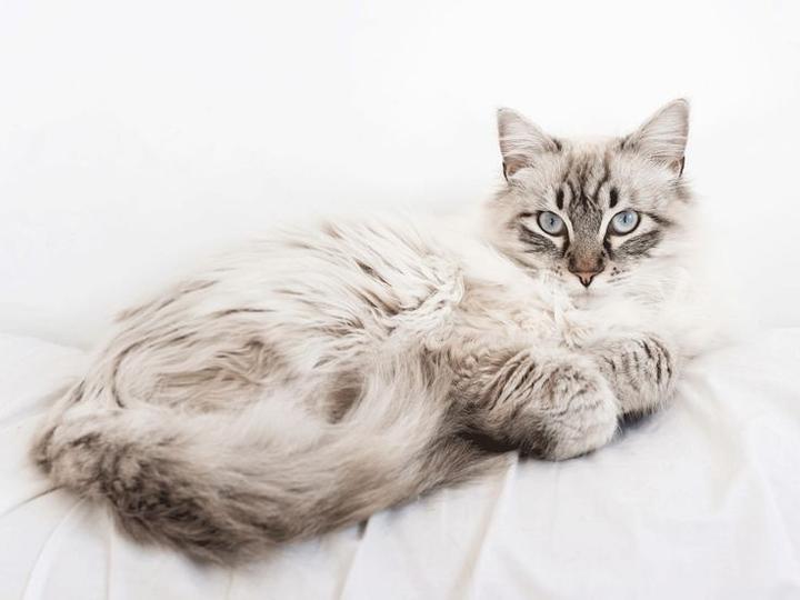 如何判断猫咪是否生病 知乎
