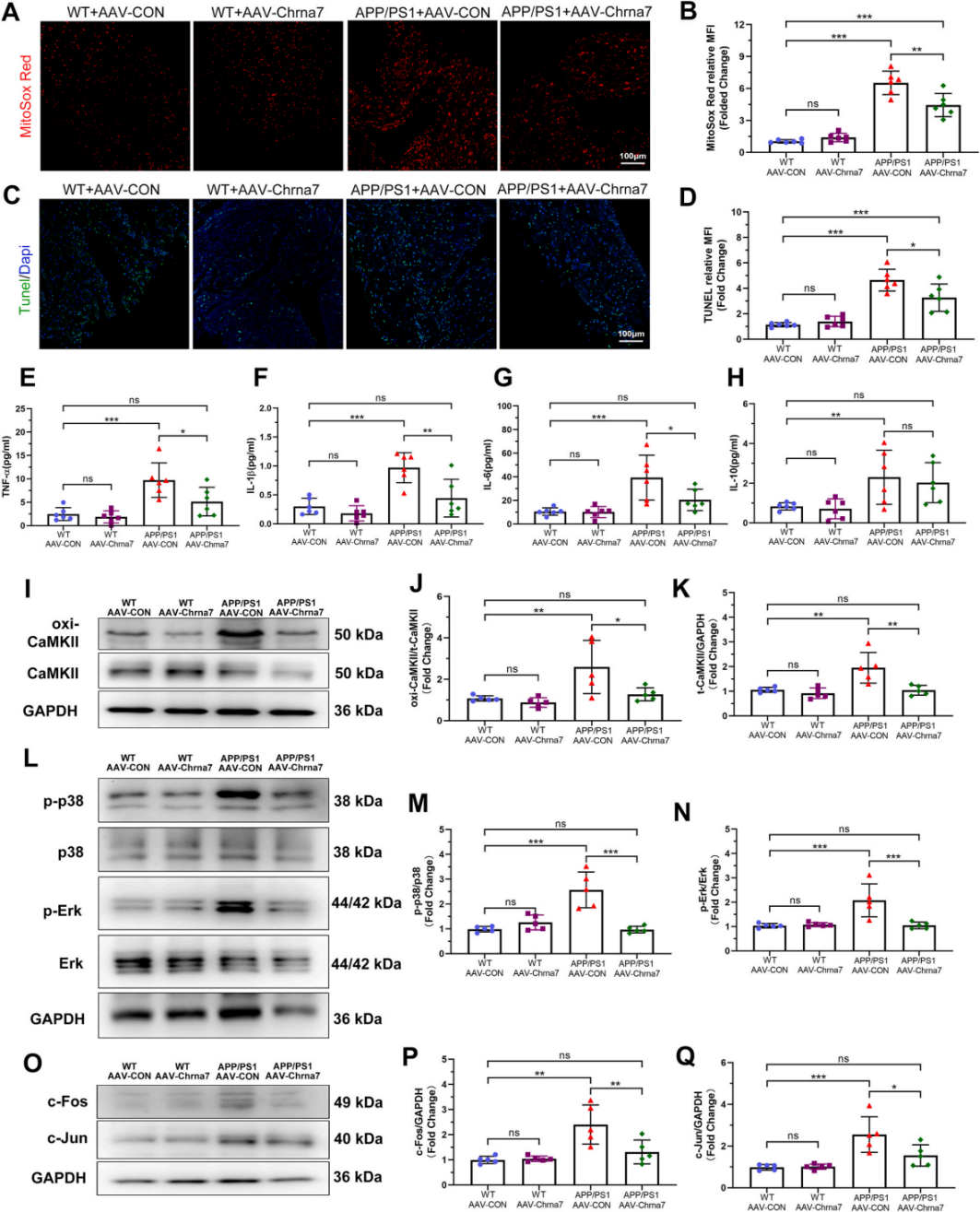 通过oxi-CaMKII/MAPK/AP-1通路，抑制α7烟碱型乙酰胆碱受体可逆转β-淀粉样蛋白诱导的心房重构 - 知乎