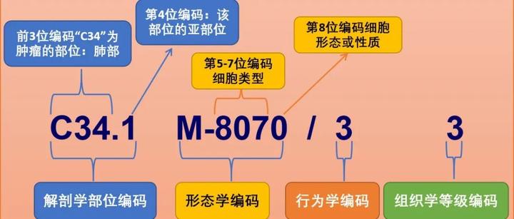 什么是ICD-O3编码? - 知乎