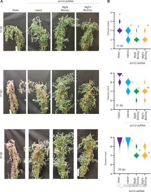 JIPB | 金海翎团队研究揭示延长作物对病原菌抗性的RNA干扰方法！ - 知乎