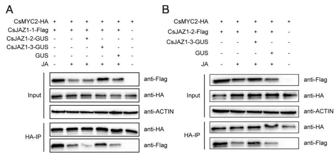 Co-IP—验证蛋白互作的不二之选 - 知乎