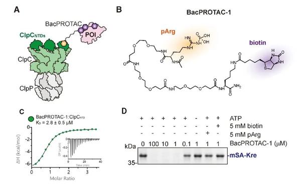 Cell 重磅丨不依赖泛素蛋白酶降解途径的新型 PROTAC - MCE - 知乎