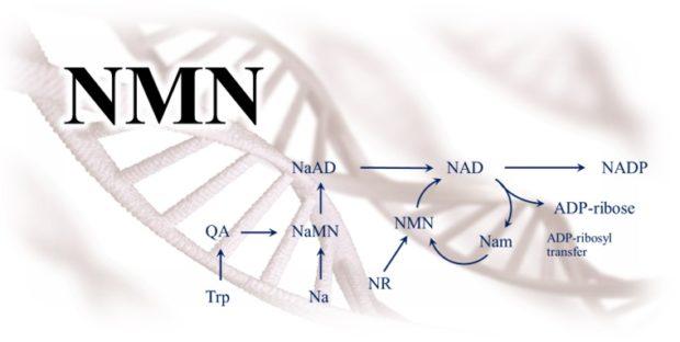 盘点国外NMN作用权威研究 - 知乎