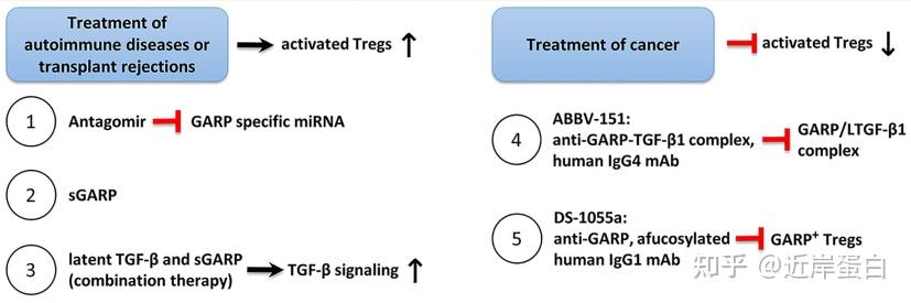 国内GARP单抗率先获批临床，GARP靶点潜力巨大！ - 知乎