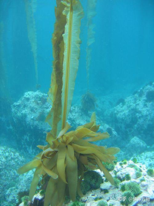 海带目Laminariales:壮丽巨藻，海中森林的创建者 - 知乎