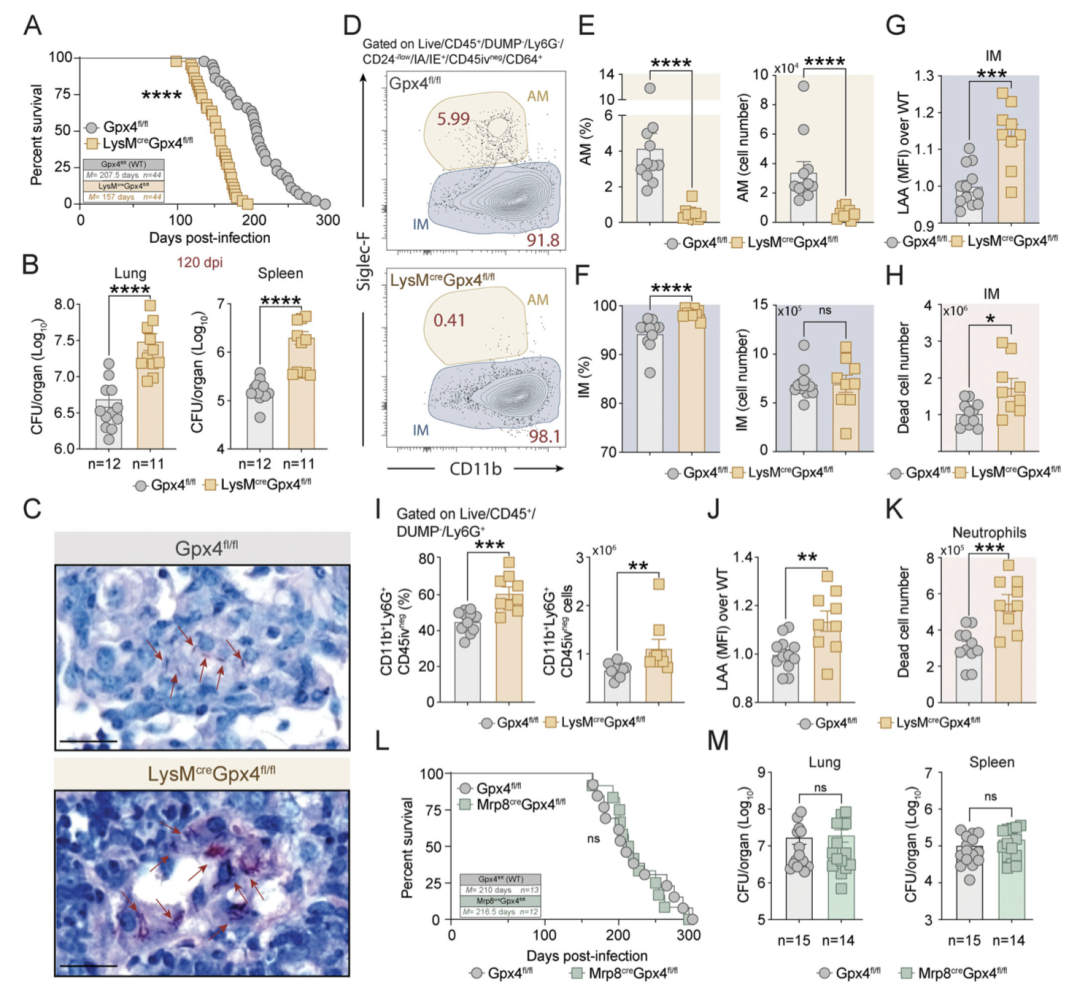 免疫学顶刊JEM丨GPX4-结核病-细胞死亡丨从临床到基础 - 知乎