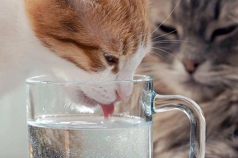 把水碗换成黑色,真的能让猫多喝水吗? 知乎