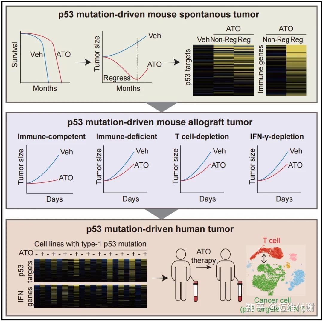 砒霜治癌？上海交大卢敏团队研究表明ATO恢复p53功能触发肿瘤消失 - 知乎