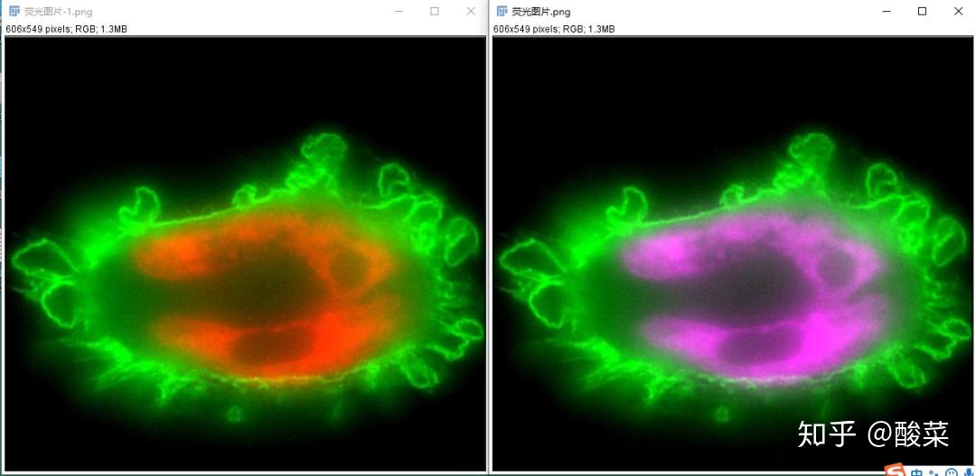 ImageJ高效图片分析技巧 - 知乎
